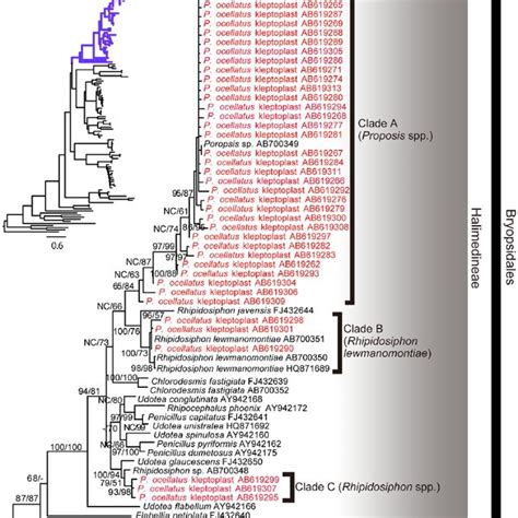 phylogenetic tree based on rbcl sequences maximum likelihood ml