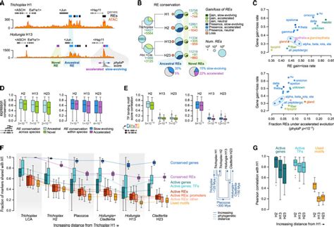 Stepwise Emergence Of The Neuronal Gene Expression Program In Early