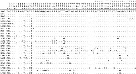 MtDNA D Loop Haplotypes And Polymorphic Sites In The Indonesian Native Download Scientific