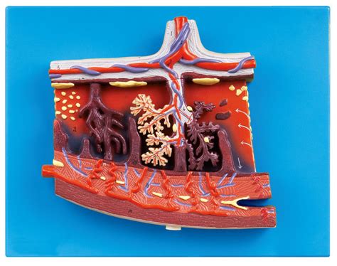 Enlarged Placenta Model Human Anatomy Model For Human Placenta In Cross