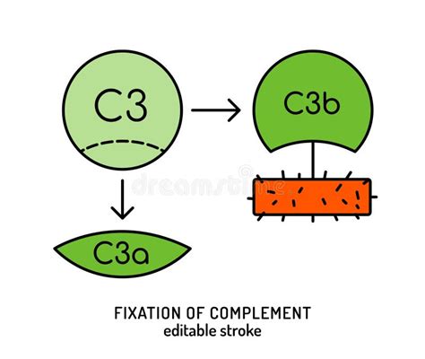 Complement Protein Fixation Process Stock Illustrations 2 Complement