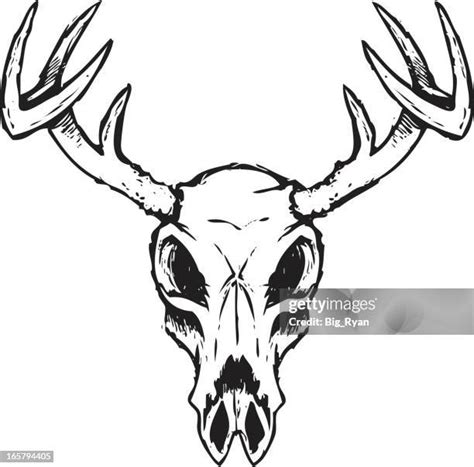 Buck Skull Photos And Premium High Res Pictures Getty Images