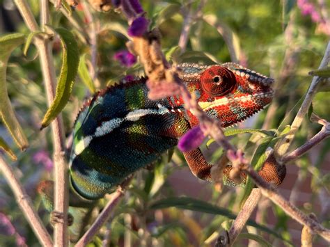 Small Update On Veiled Cham Found In Texas Rchameleons