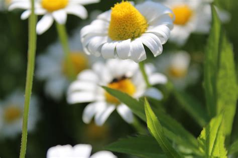 Chamomile Flower Meadow Free Photo On Pixabay Pixabay