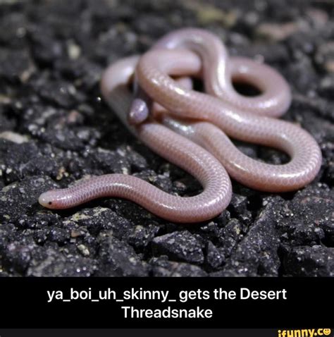 Leptotyphlops Carlae