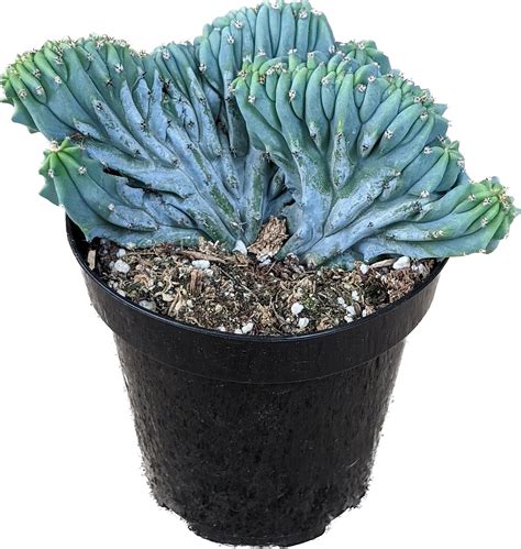 Myrtillocactus Geometrizans Cristata