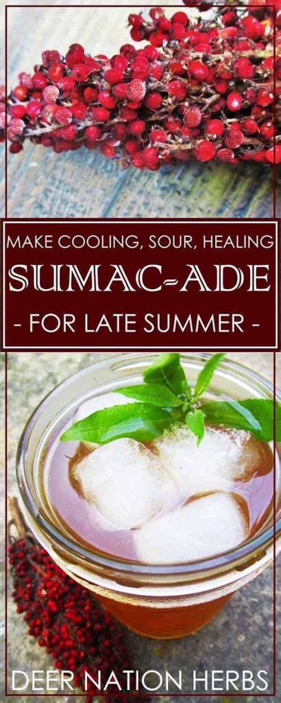 Making And Using Sumac Ade In Herbalism Iowa Herbalist