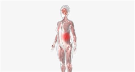 Page 2 Osteopenia Images Free Download On Freepik