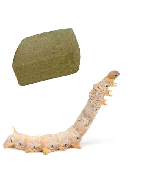 Live Silkworms Food