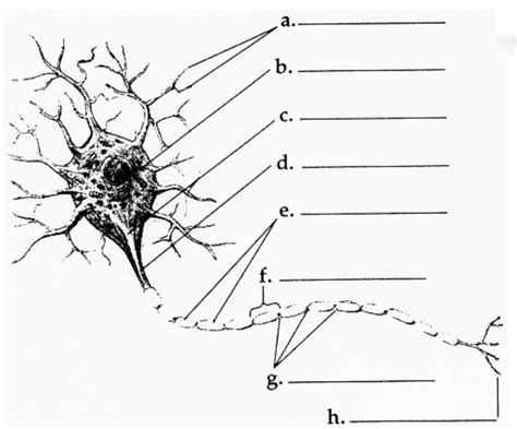 Diagram Of Neuron Quizlet