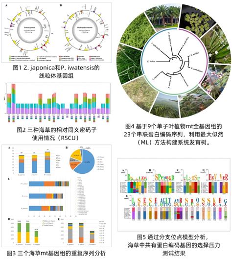 一文看够，植物线粒体基因组分析套路