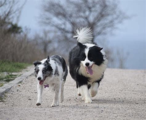 Psarna Velebit Elves Objavlja Leglo Pasji Mladički Pasme Border Coll