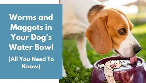 Worms In Dog Water Bowl Teamideakit