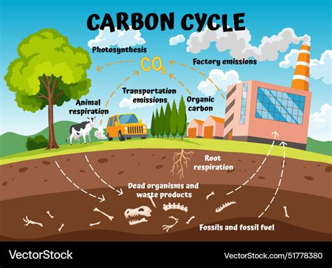 Carbon Cycle Part Of The Biogeochemical Royalty Free Vector