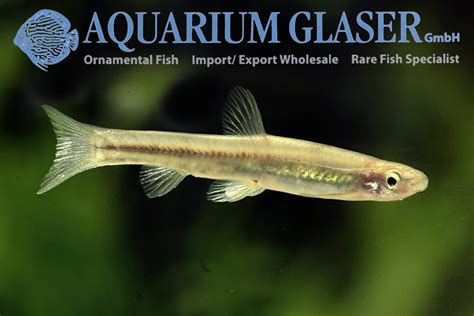 Kneria Stappersii Aquarium Glaser Gmbh