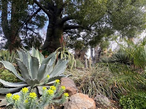 Guided Garden Tour Form The Ruth Bancroft Garden And Nursery