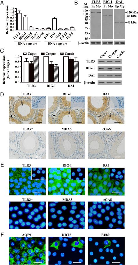 Figure 1 From Pattern Recognition Receptorinitiated Innate Antiviral