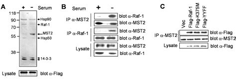 Role Of The Kinase Mst2 In Suppression Of Apoptosis By The Proto
