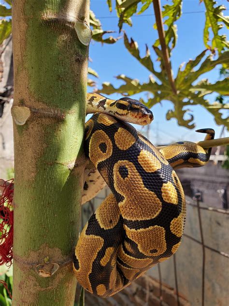 Bumblebee Ball Python Desktop Wallpaper Bumblebee Art Iphone Wallpaper