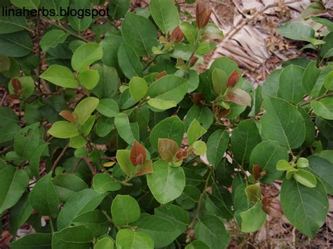 Li Na Herbs Pokok Kuncur
