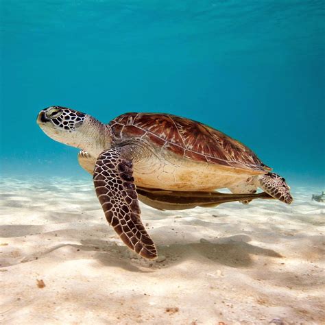 Beach Turtle Wallpapers Top Free Beach Turtle Backgrounds