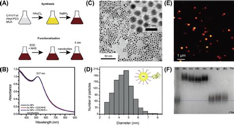 Synthesis And Characterization Of 5 Nm Diameter Gold Nanoparticles