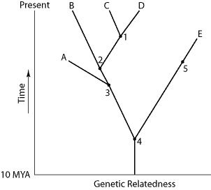 Index Of Images Misc Phylogeny And Syste Files