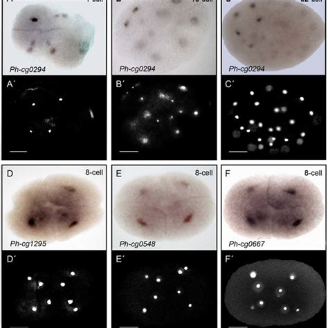 Dissecting The Early C Elegans Embryo With Cel Seq Download Scientific Diagram