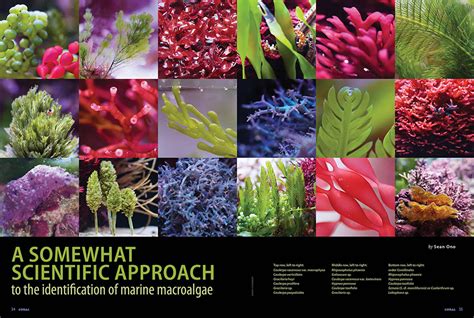 N Akvaryum Reviews Coral Magazine Aquascaping With Algae Coral Magazine