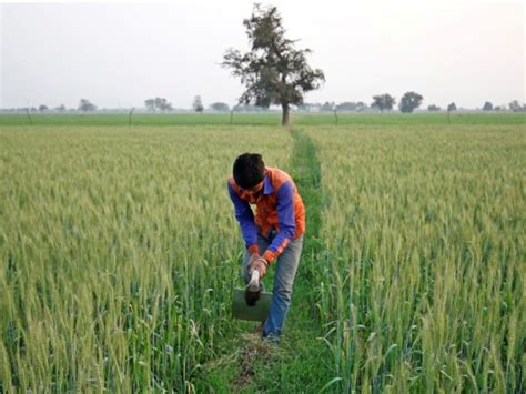 Punjab State Expects Bumper Paddy Yield Despite Kharif Season Marred By Floods