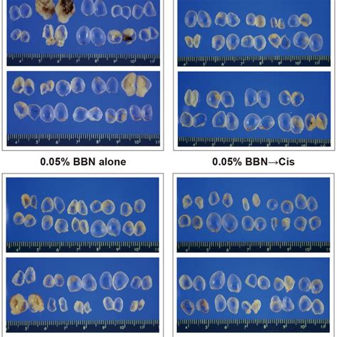 Macroscopic View Of Urinary Bladders Of Mice At Week 22 In Experiment