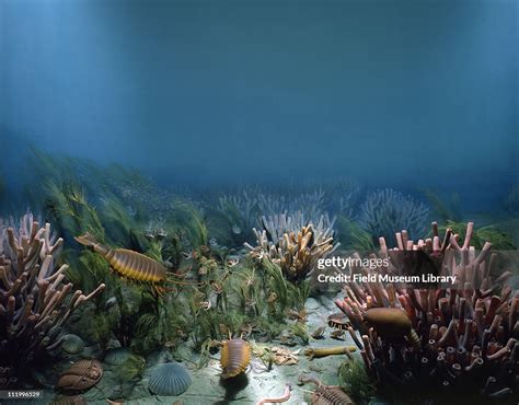 Middle Cambrian Life Diorama 500 Million Years Ago Shown Are Models