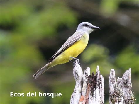 Tyrannus Melancholicus Ecos Del Bosque