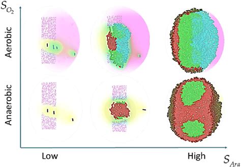 Bacterial Colony Patterns On The X Axis The Richness Of The Carbon