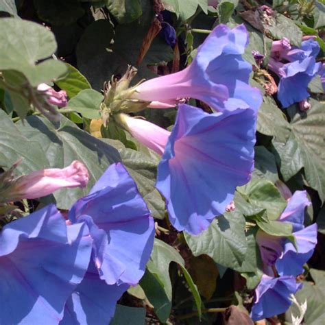 Blue Dawnflower Ipomoea Indica Plant Care And How To Grow Water
