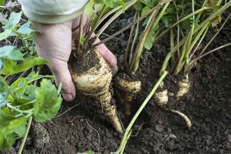 Grow Parsnips In Containers 101 Best Tips For Success