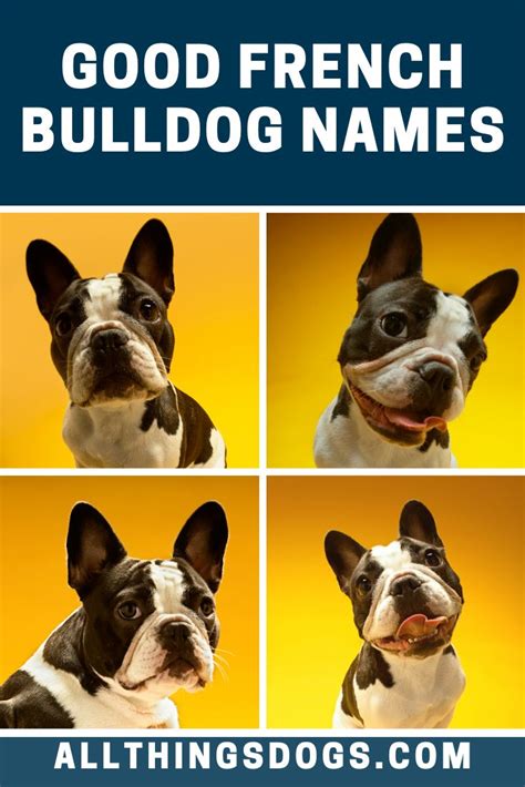 Good French Bulldog Names Cute French Puppy Names French Bulldog