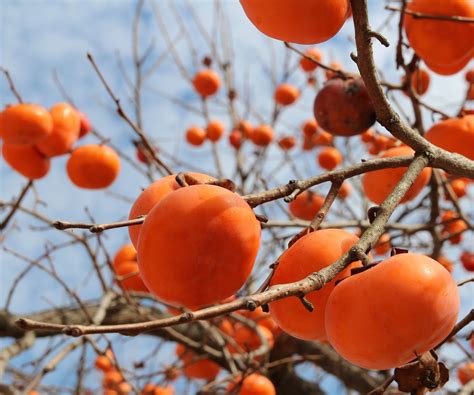 How To Grow A Persimmon Tree In A Container Expert Advice Homes And Gardens
