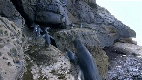 거친파도와 절벽을 뚫고 직진하는 바위뛰기펭귄 인스티즈instiz 이슈 카테고리