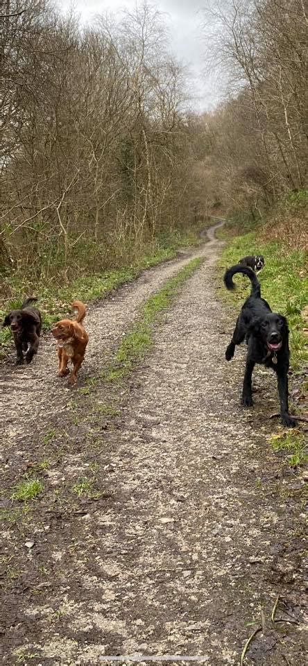 Spencer Ruby Gus Floki Paw Patrol Pet Services Facebook