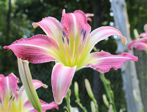 Woodhenge Gardens Mount Weather