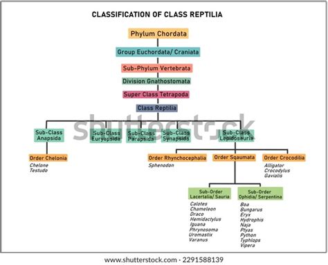 Flowchart Classification Animal Kingdom Classification Ranks Stock
