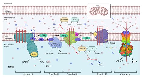 Mitochondrial Function - Hydrogen Biology Research Center