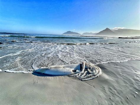 Tissue Samples From Beached Giant Squid Reveal Possible Cause Of Death