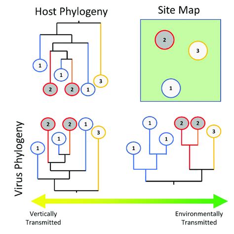 Viral Phylogenies Are Reflective Of Transmission Pathways Theoretical Download Scientific