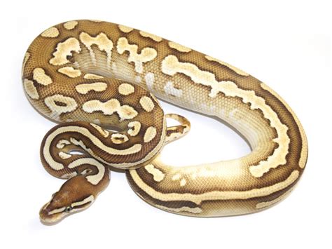 Morph List World Of Ball Pythons