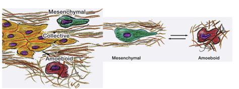 Cell Migration Flashcards Quizlet
