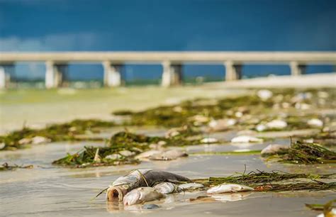 Toxicity In Shellfish What Is Shellfish Poisoning Foodunfolded