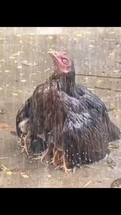 Abdul Basit Posted On Linkedin Abdul Basit Posted On Linkedin