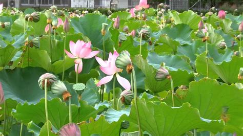 れんこんの花 Youtube